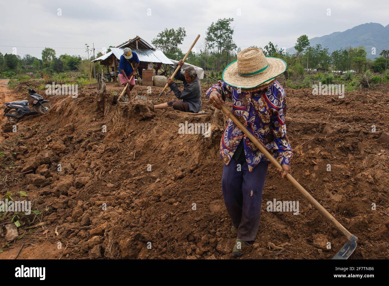 Borkeaw villagers seen digging stumps to prepare field for farming in ...