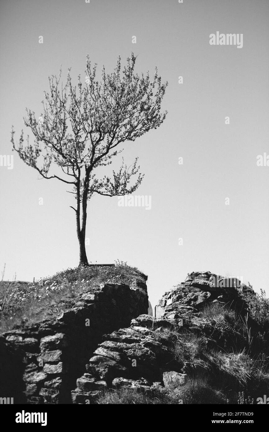 Vertical shot of a tree growing on top of the rock Stock Photo - Alamy