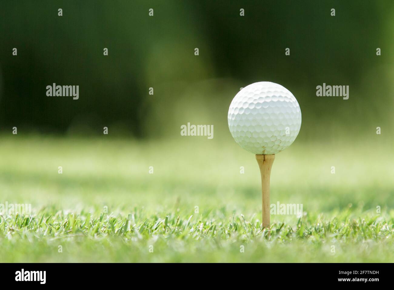 golf ball on a tee Stock Photo - Alamy