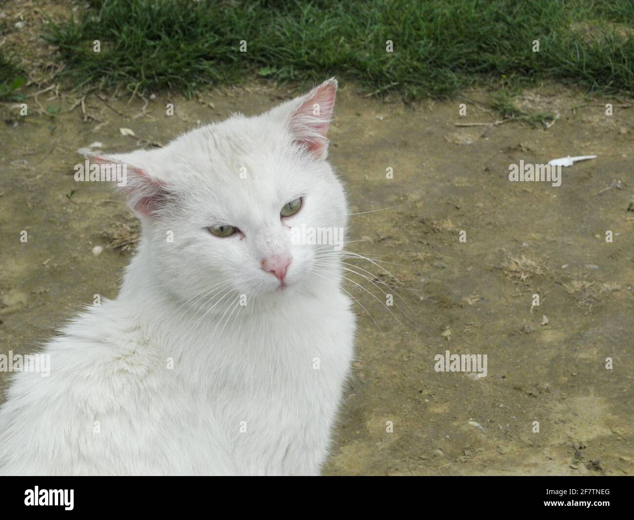 Beautiful white cat sitting outdoors Stock Photo - Alamy