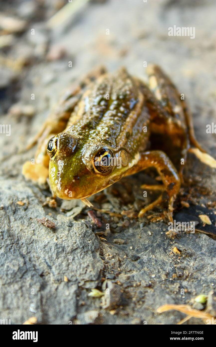Close up small frog hi-res stock photography and images - Alamy