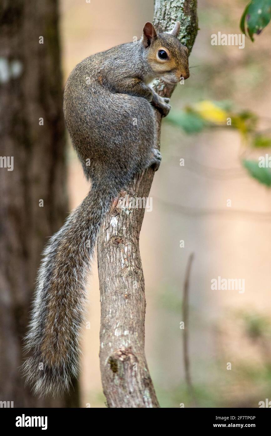 Eastern Gray Squirrel (Sciurus carolinensis) - Brevard, North Carolina ...