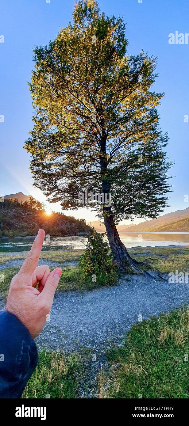 Man's hand pointing out a majestic isolated tree growing in a field at ...