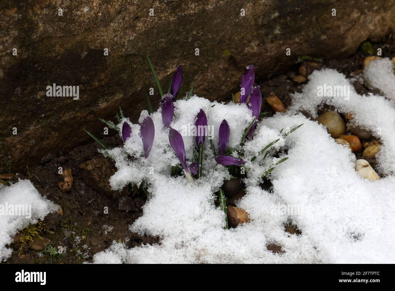 Spring crocuses under snow hi-res stock photography and images - Alamy
