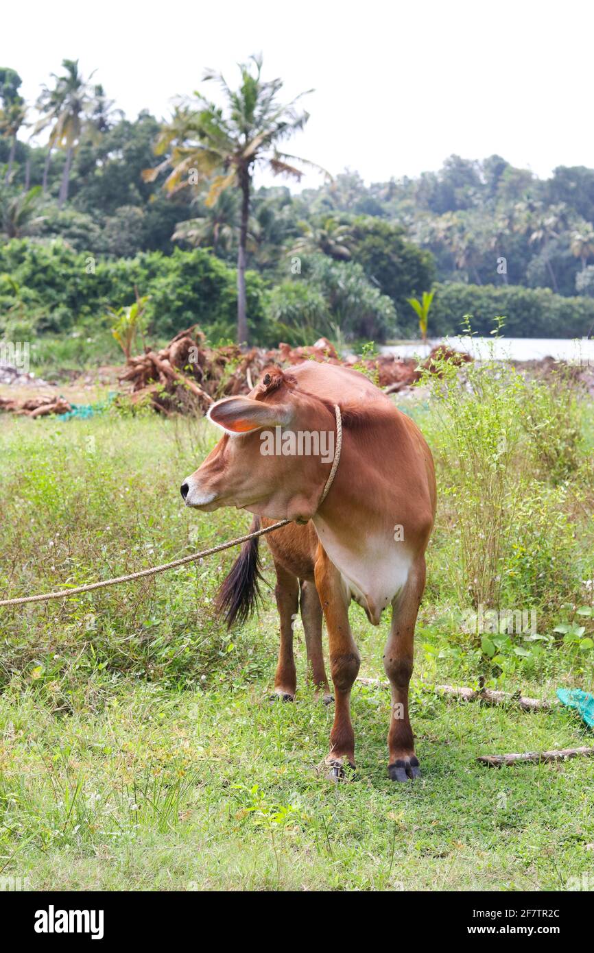 Selective focus shot of a brown cow with a rope around its neck Stock ...