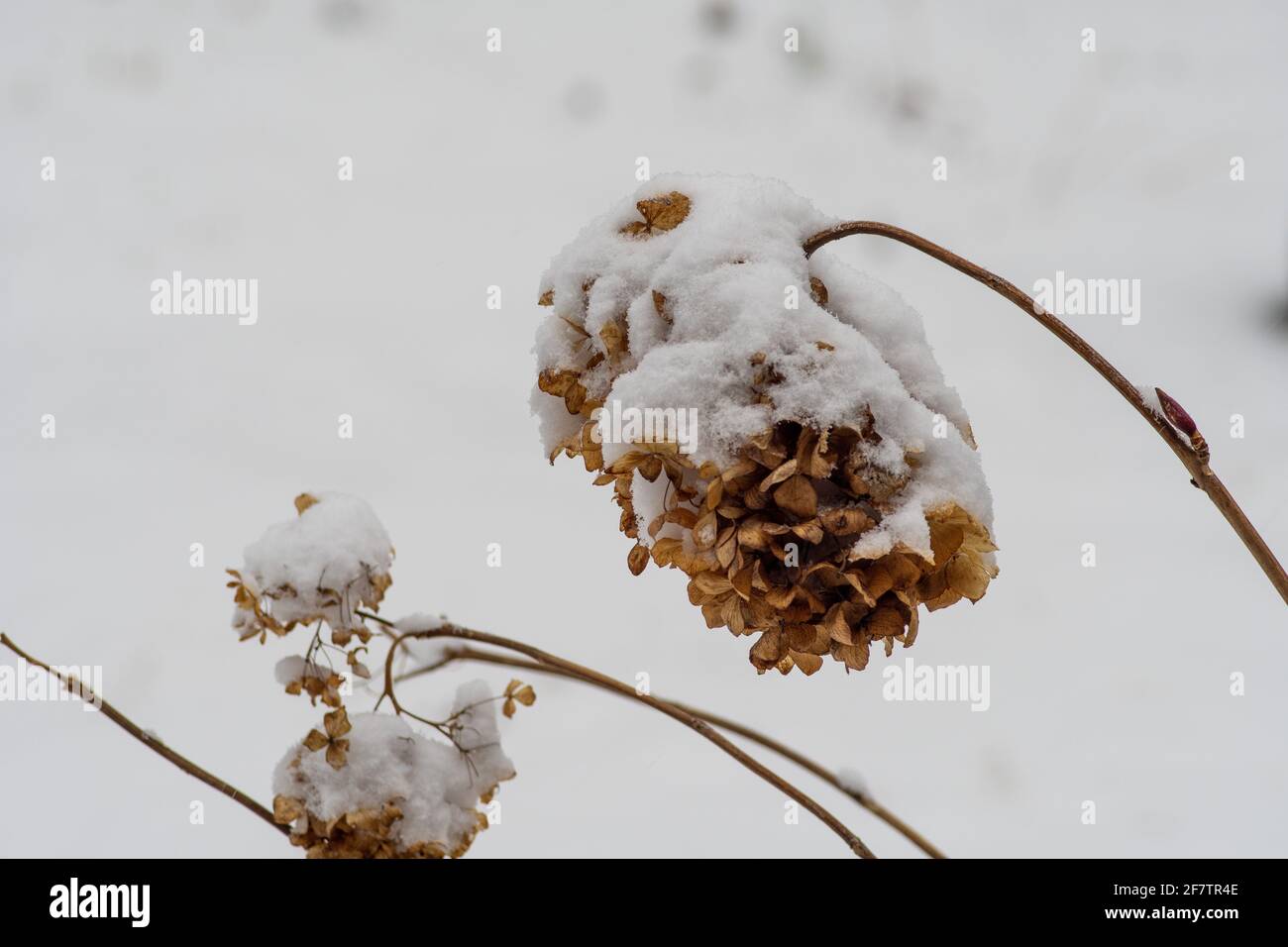 Close-up shot of withered tree twigs covered in snow Stock Photo - Alamy