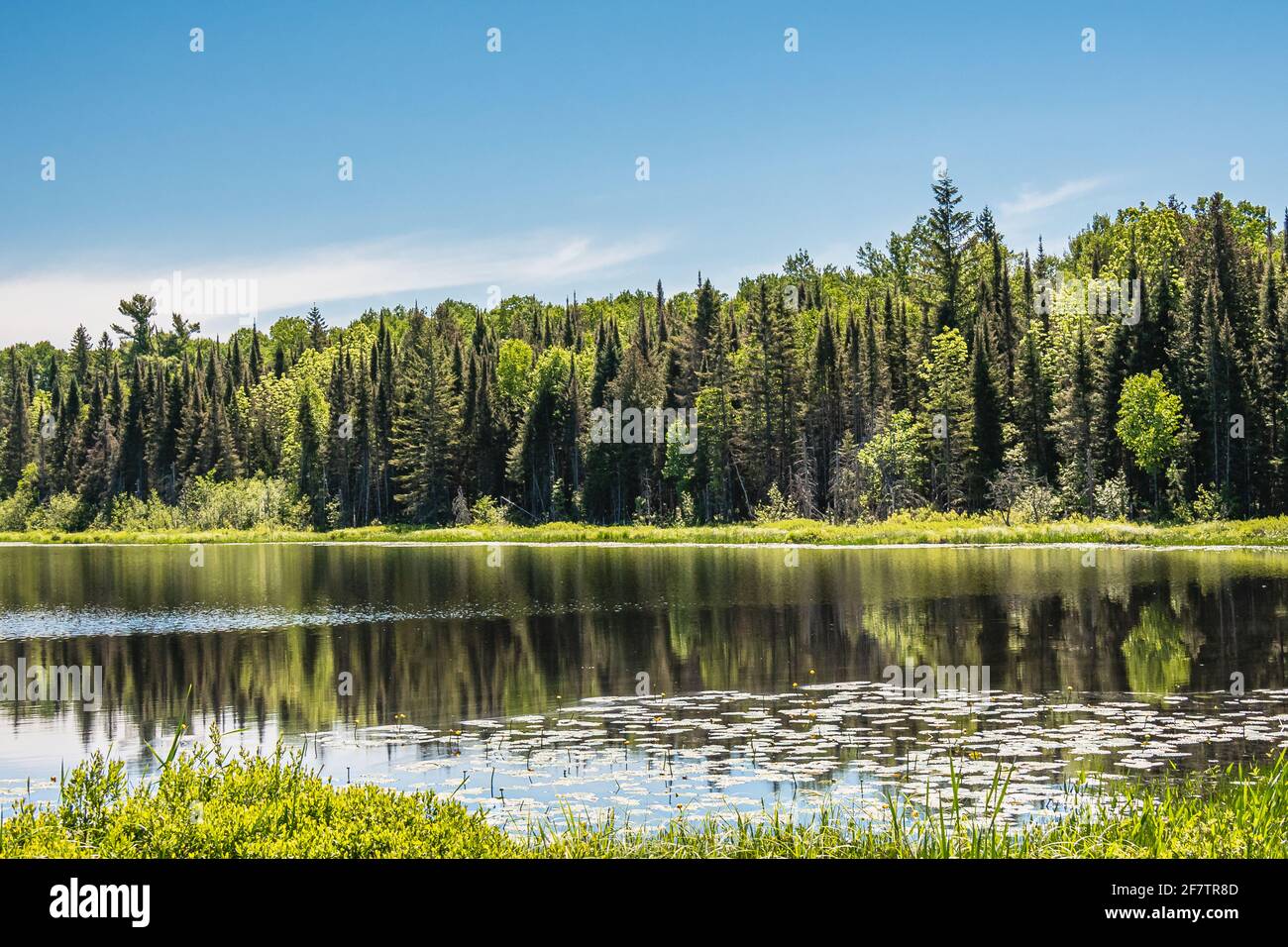 Wet marsh plants hi-res stock photography and images - Alamy