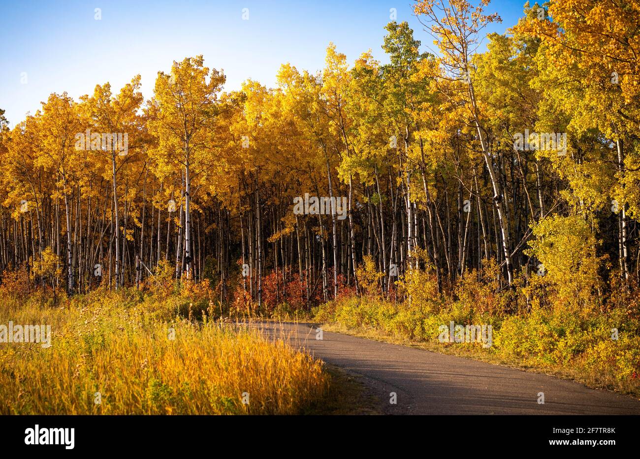 Bright colorful aspen forest in fall Stock Photo - Alamy