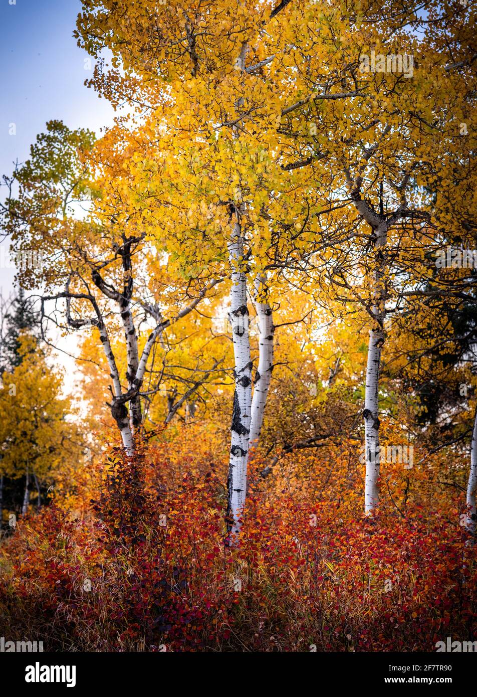 Aspen forest in fall hi-res stock photography and images - Alamy
