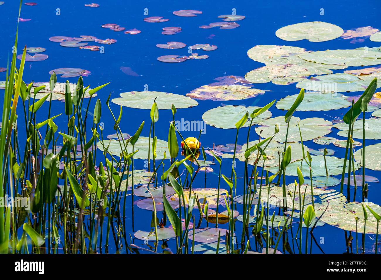 Canadian marsh hi-res stock photography and images - Alamy