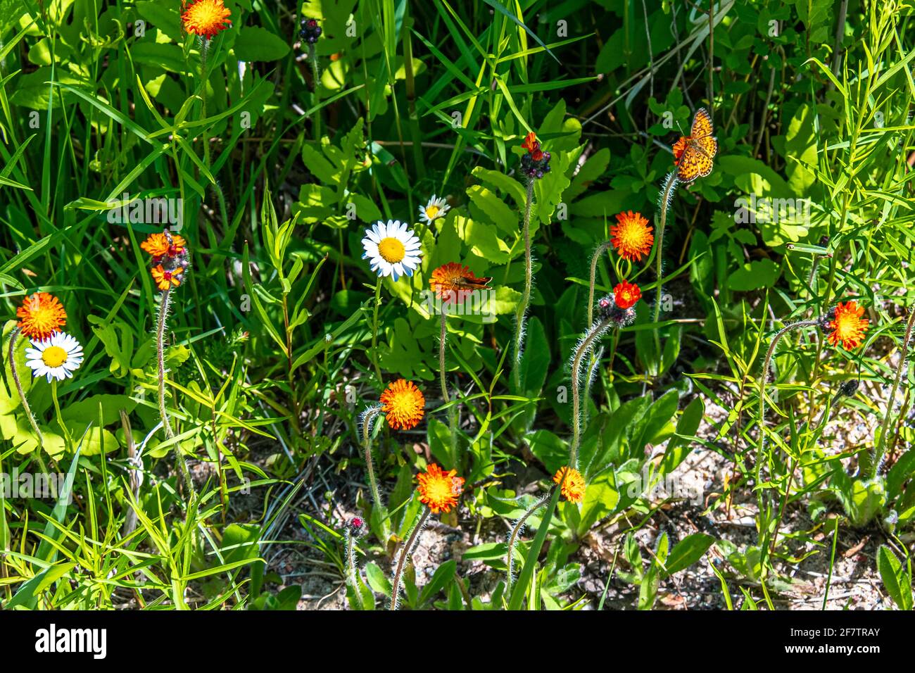 Dandelion daisy flowers hi-res stock photography and images - Alamy