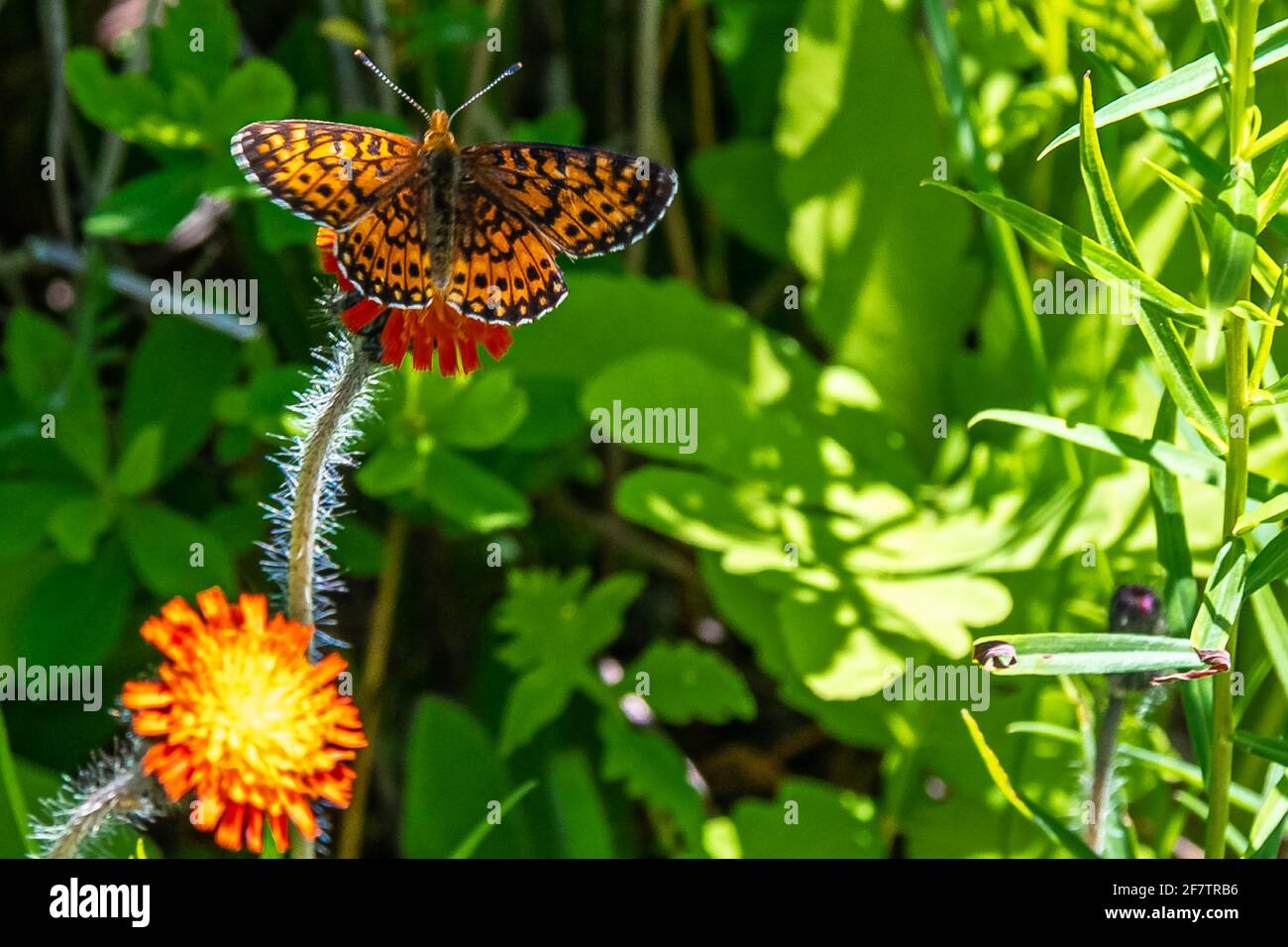 Wings of the wild hi-res stock photography and images - Alamy