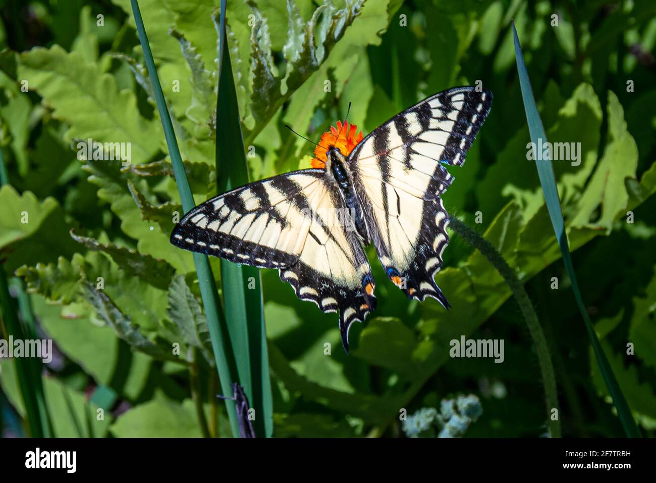 Wild butterfly hi-res stock photography and images - Alamy