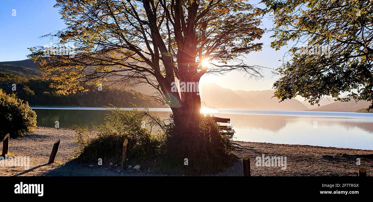 Beautiful scenery of a wooden bench under a tree in a lake park at ...