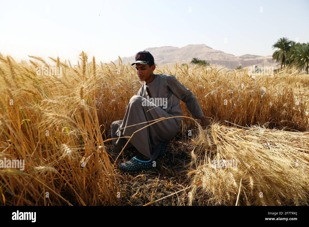 Luxor, Egypt. 9th Apr, 2021. A farmer harvests wheat at fields in Luxor ...