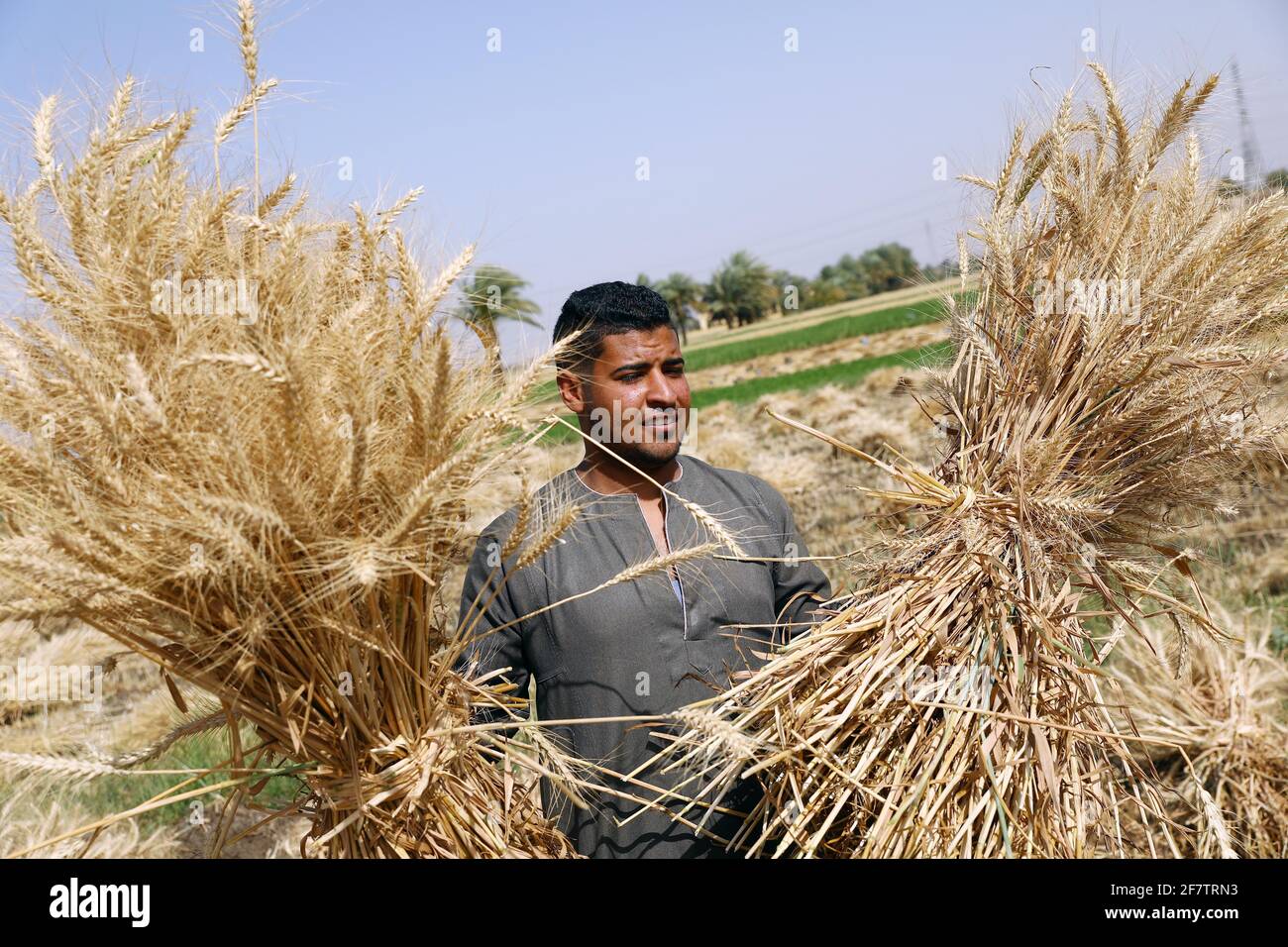 Luxor, Egypt. 9th Apr, 2021. A farmer shows harvested wheat at fields ...