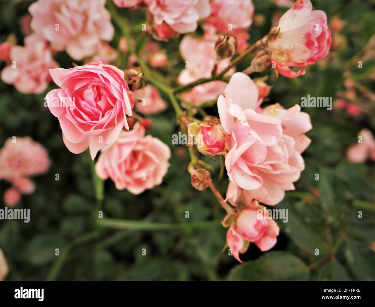 Glorious Roses High Resolution Stock Photography and Images - Alamy