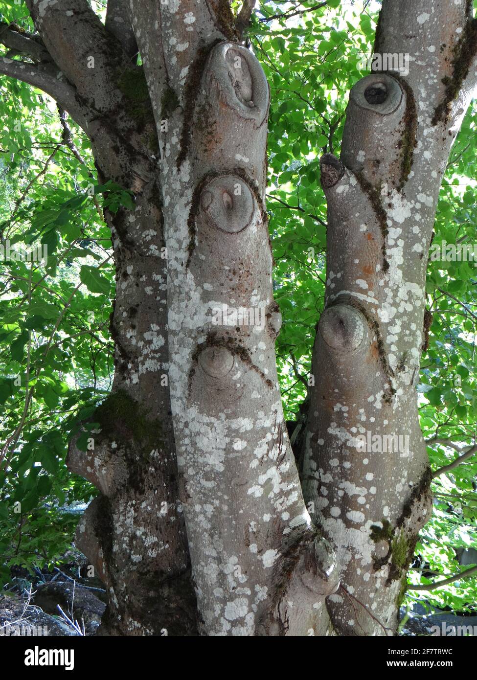 Vertical shot of an archaic tree trunk of an old-growth forest Stock ...