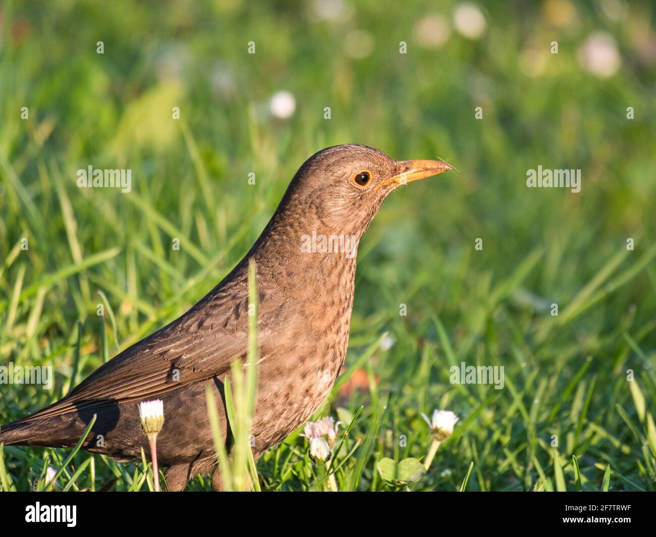Closeup side view of a beautiful common blackbird (Turdus merula) on a ...