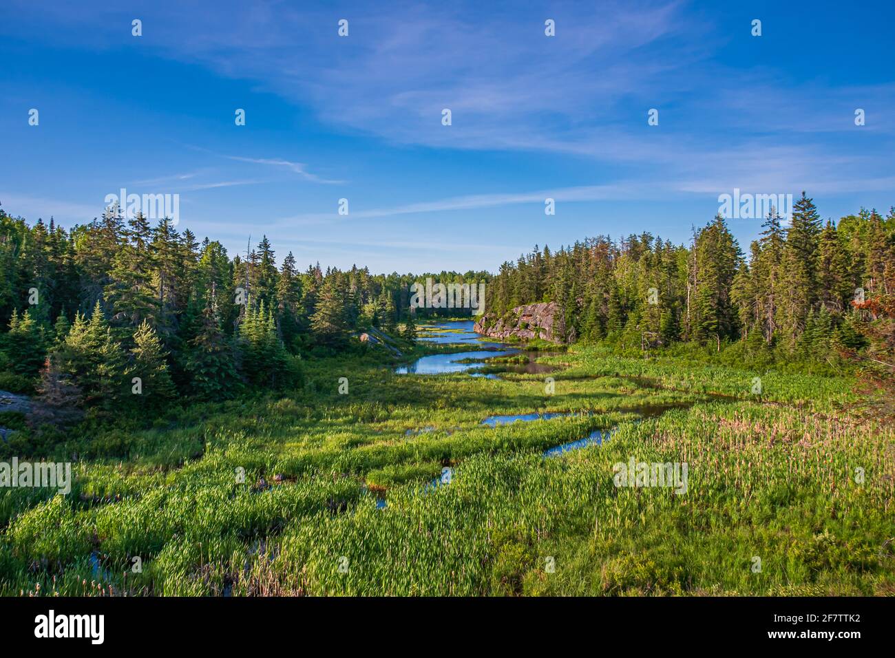 Canadian Wetland in North Bay Ontario Canada in Summer Stock Photo - Alamy