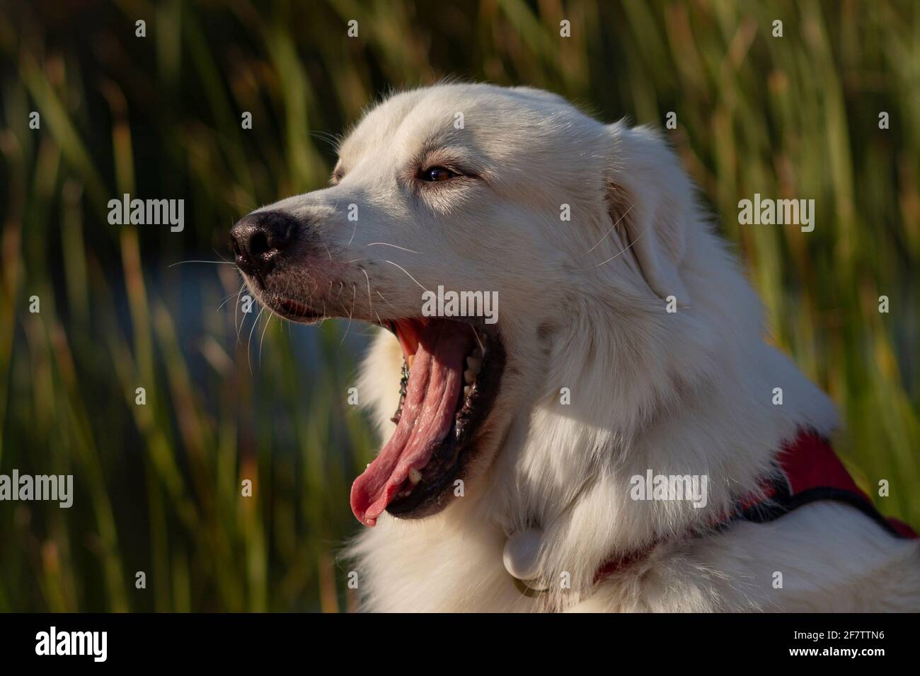 White dog yawning with cane thicket in background Stock Photo - Alamy