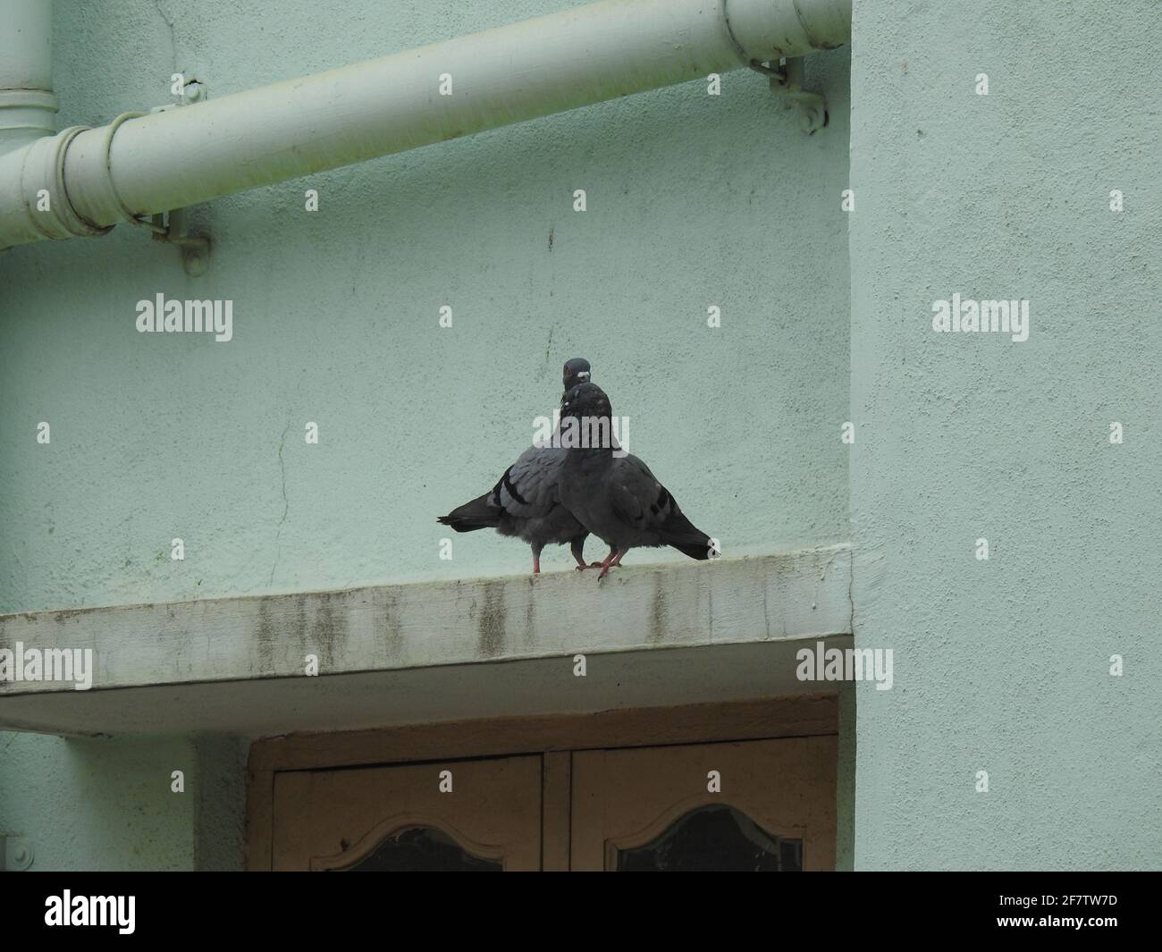 Close up of 2 gray pigeons on the building Stock Photo - Alamy