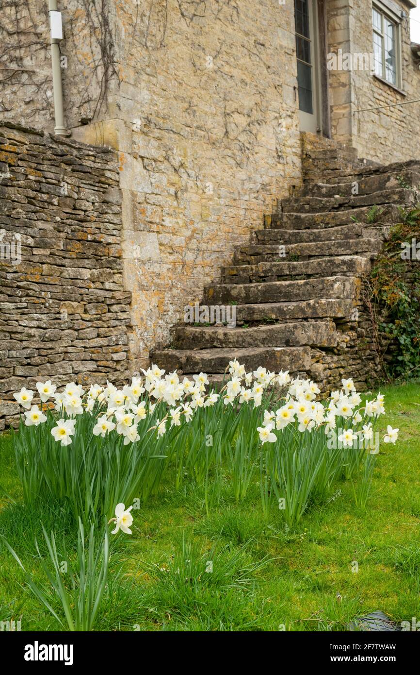 Spring daffodils next to stone house steps in the cotswold village of ...