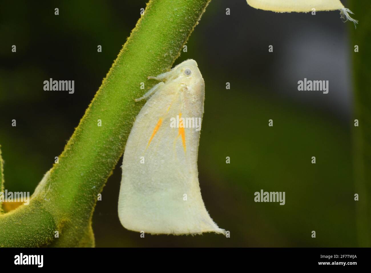 Planthopper life cycle hi-res stock photography and images - Alamy