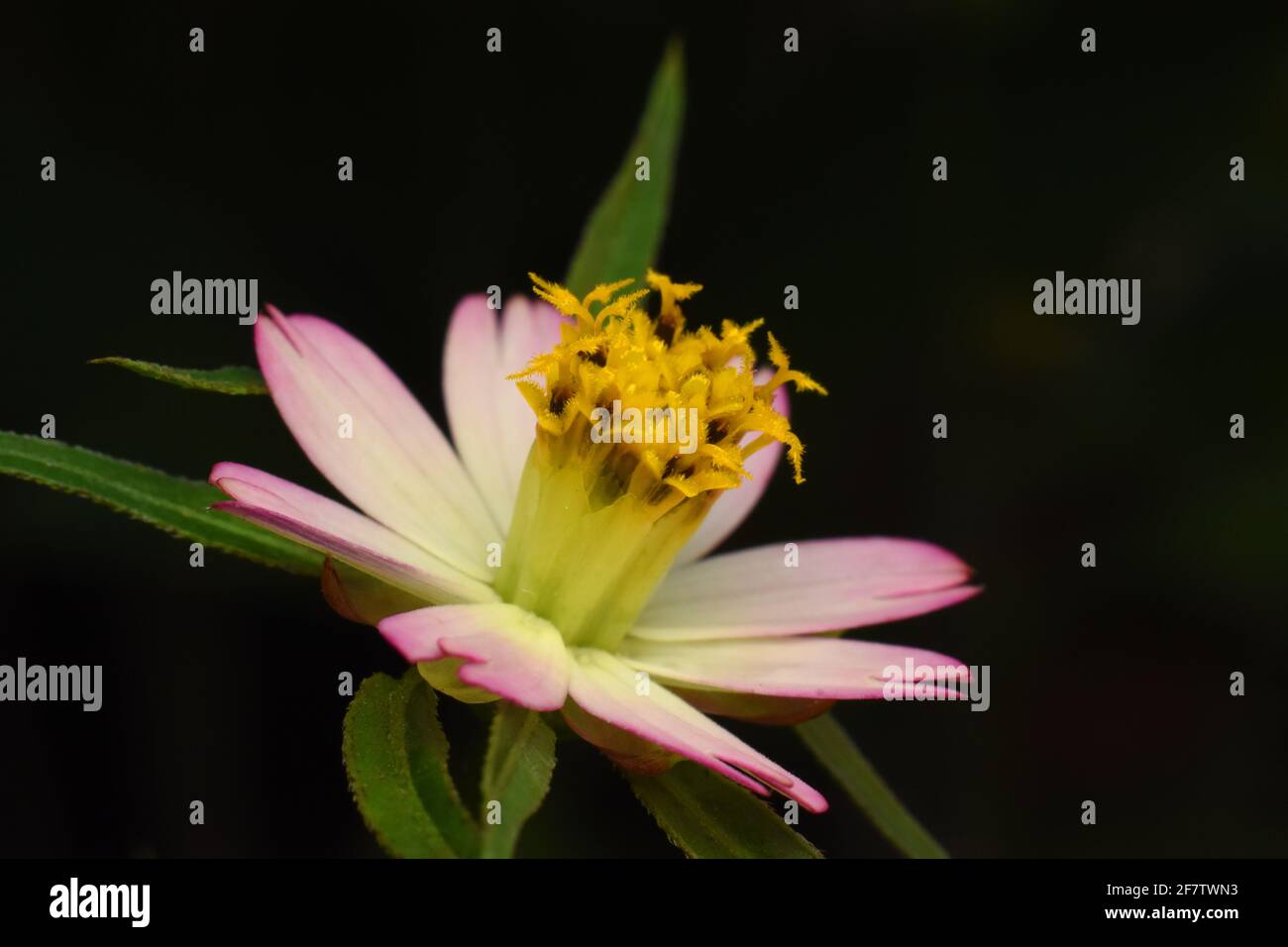 Edible cosmos hi-res stock photography and images - Alamy