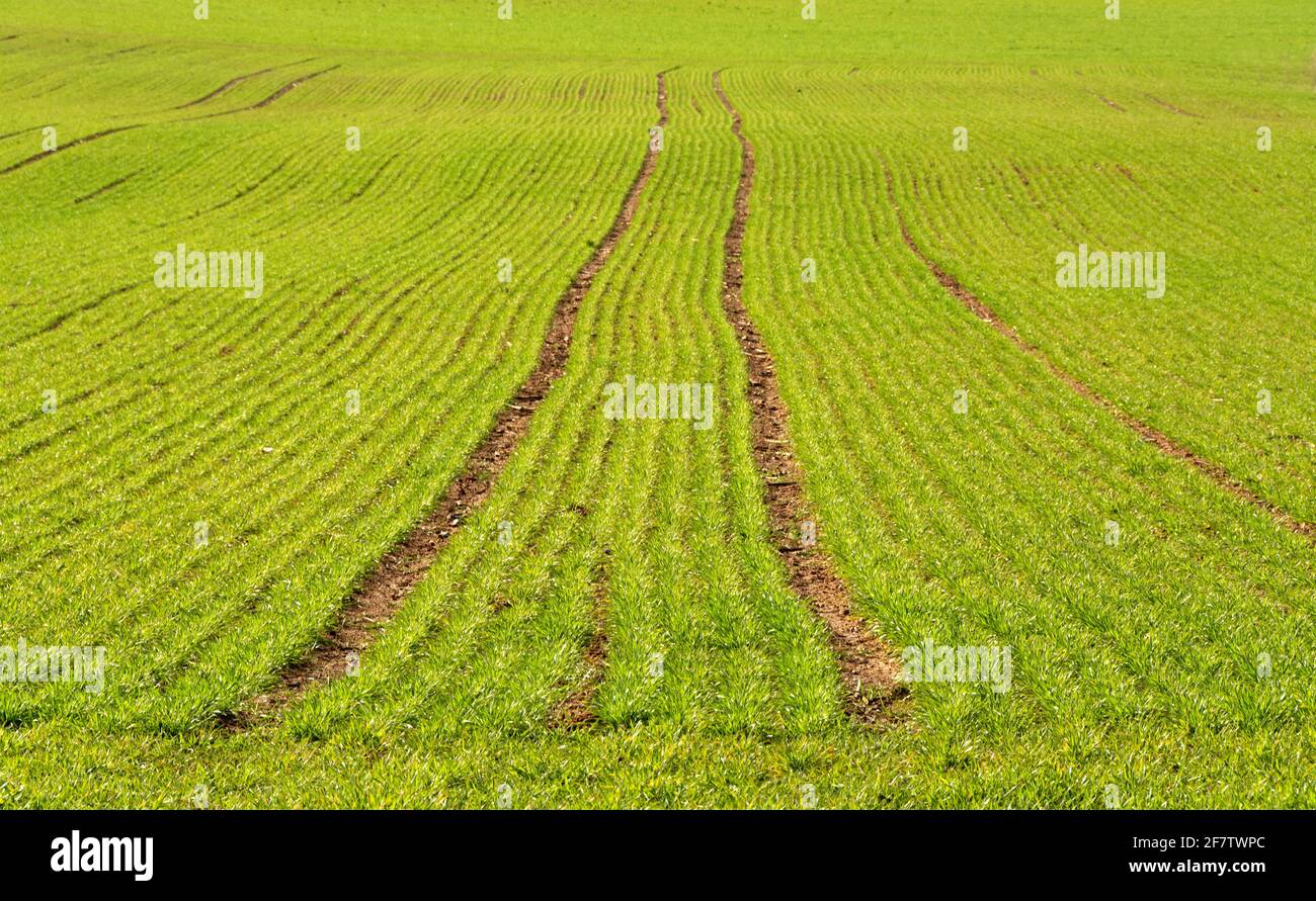 Green agricultural field in France Stock Photo - Alamy