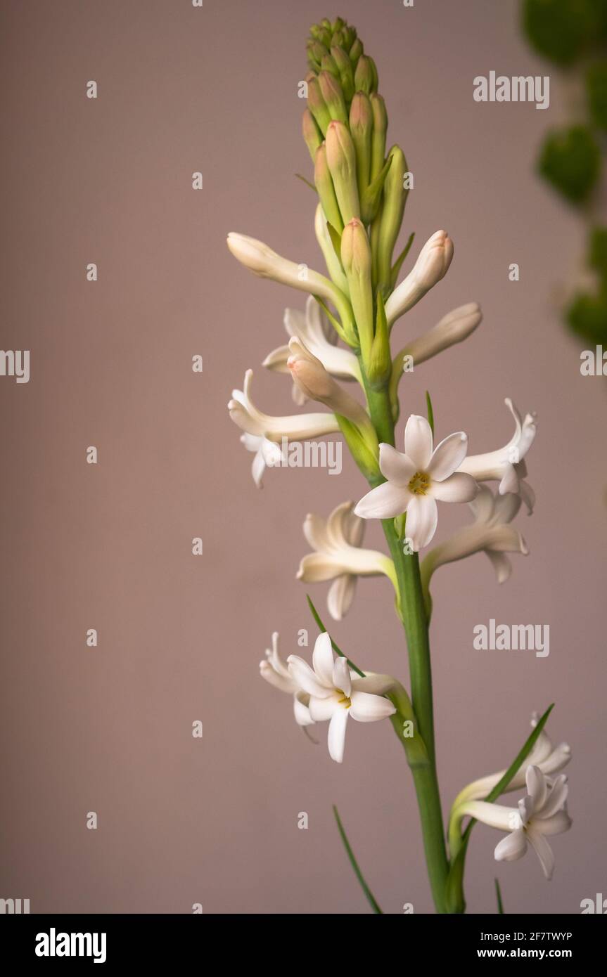 Closeup shot of a beautiful tuberose flower isolated on a gray ...