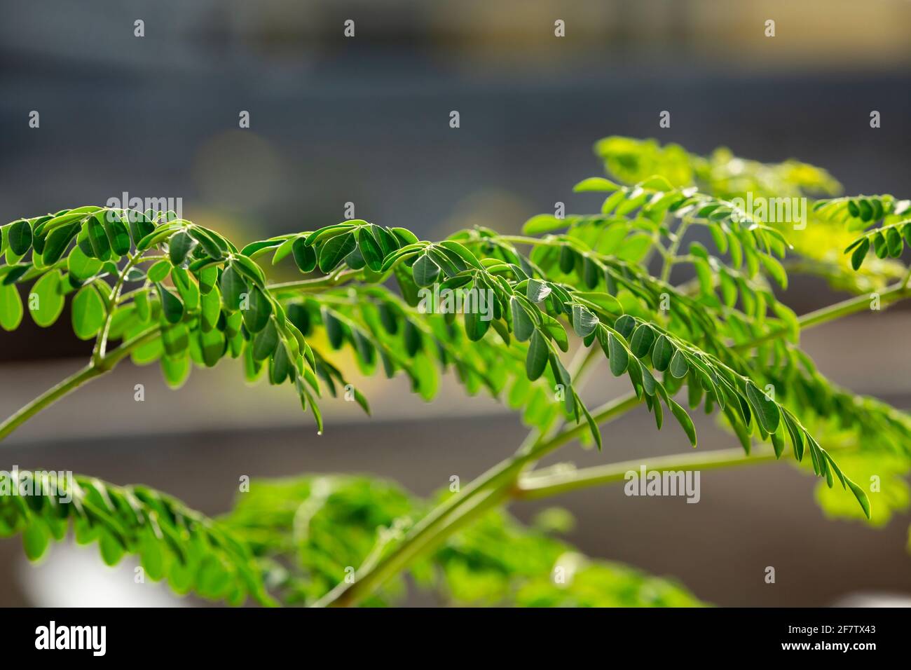 moringa oleifera plants Stock Photo - Alamy