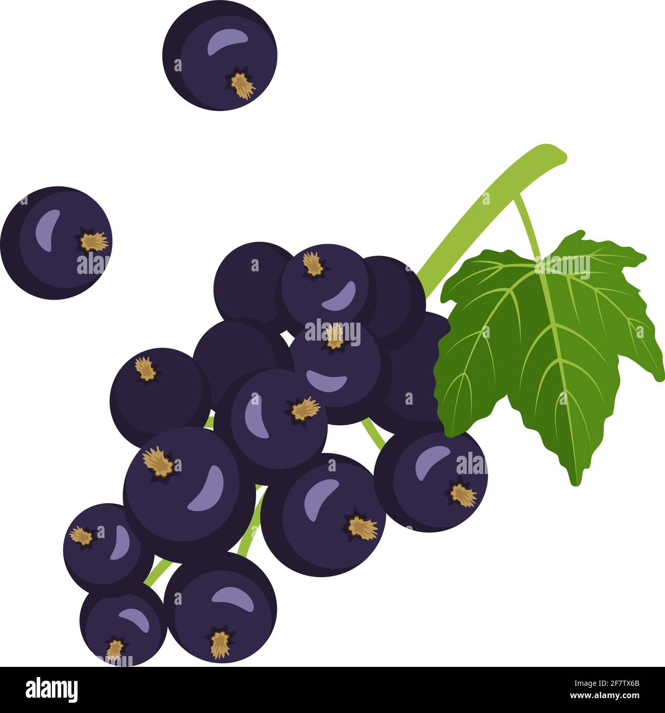Fresh black currant in Stock Vector Images - Alamy