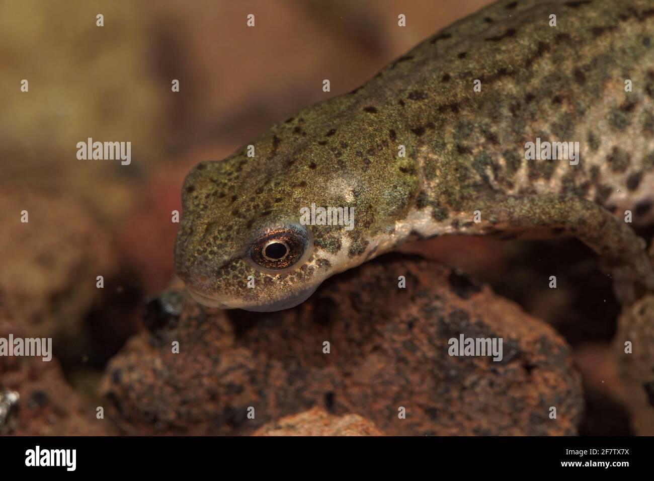 Italian newt lissotriton italicus salamandridae hi-res stock ...