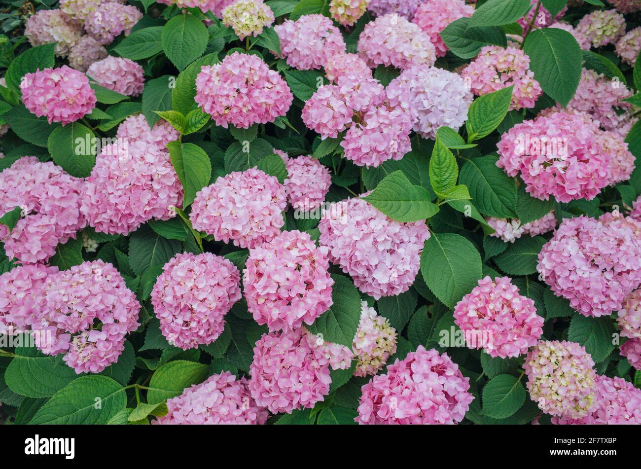 beautiful pink hydrangea flowers blooming in garden, background Stock ...