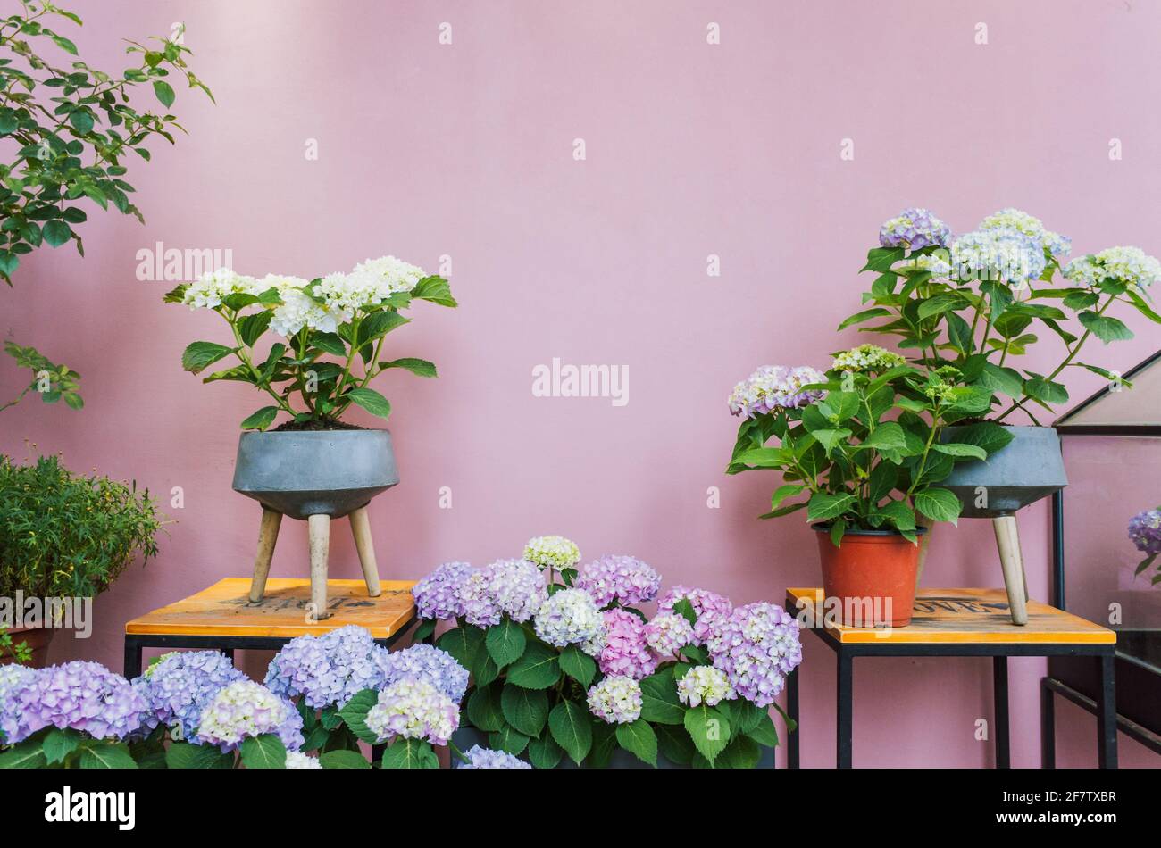 Gardening pink blue hydrangea hi-res stock photography and images - Alamy