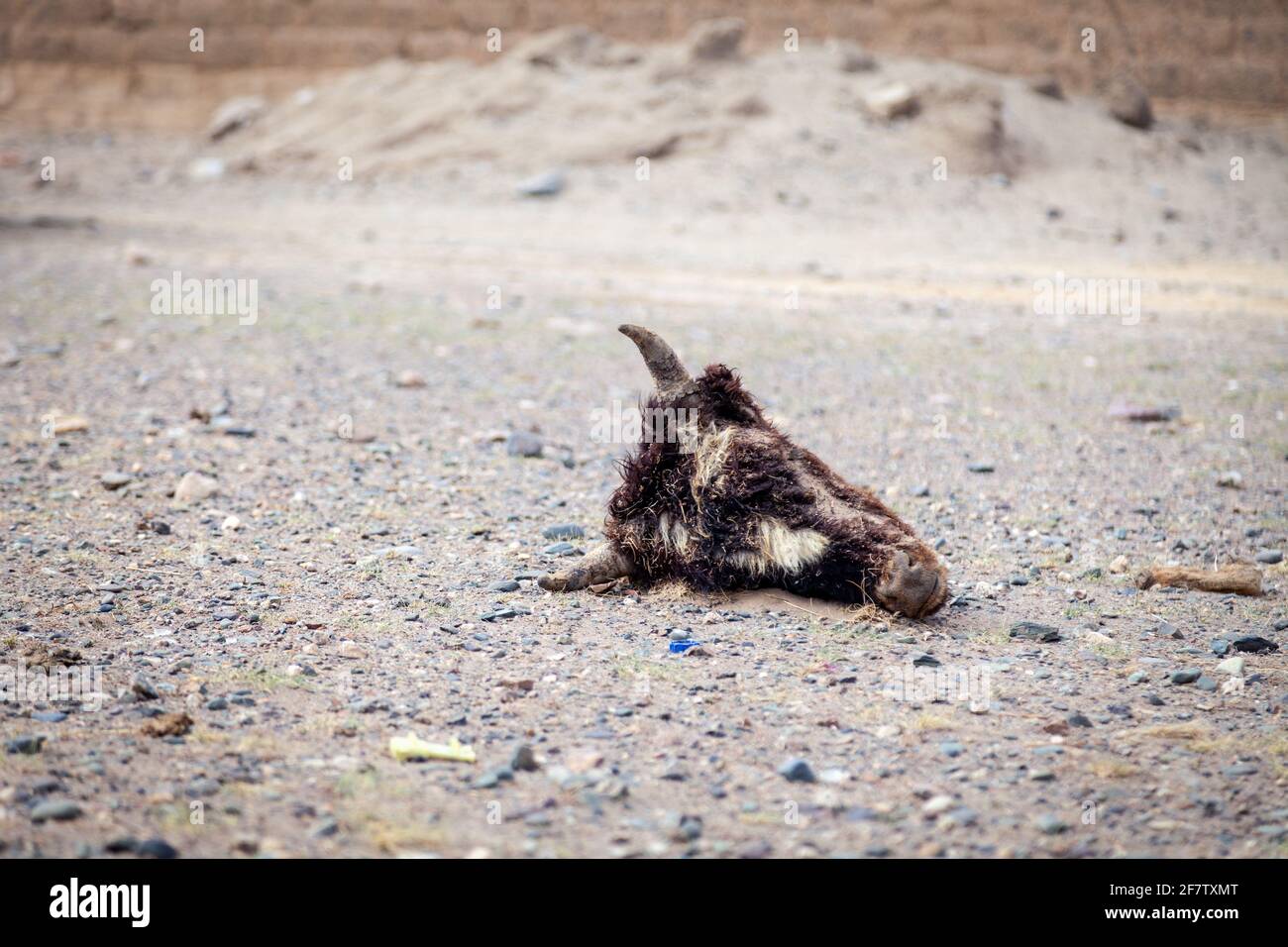 Dead Bull High Resolution Stock Photography and Images - Alamy