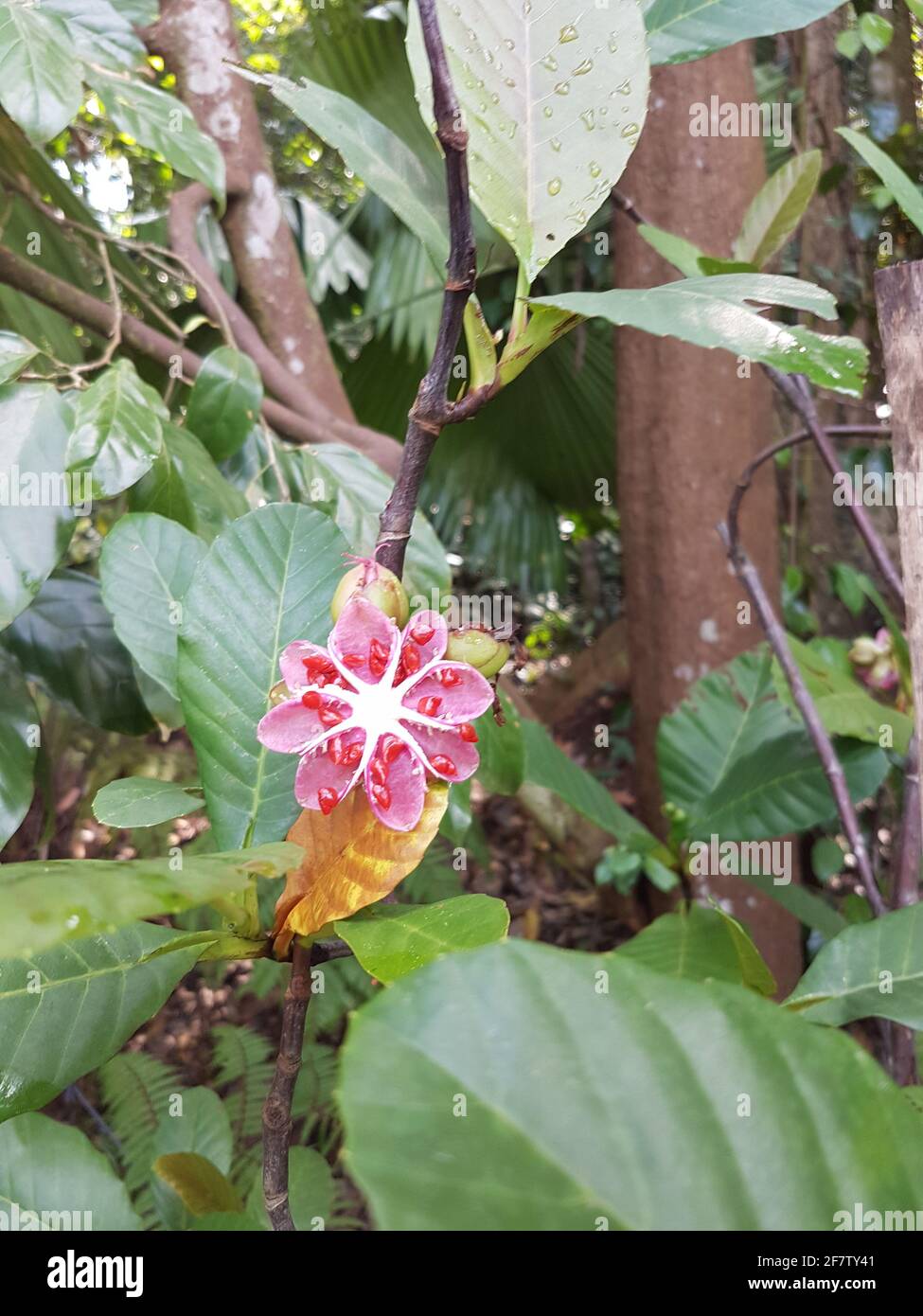 Simpoh tree hi-res stock photography and images - Alamy