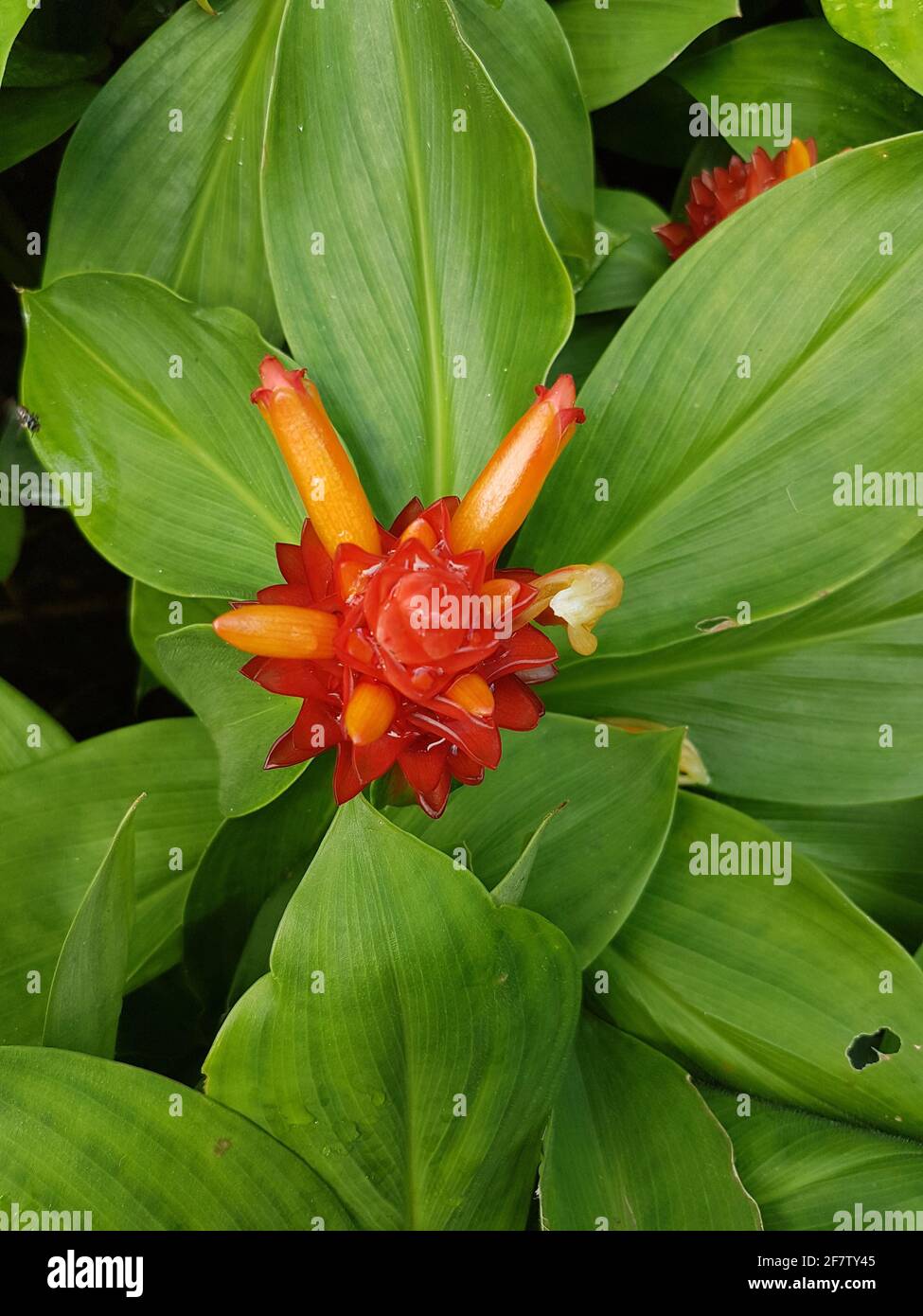 Costus productus hi-res stock photography and images - Alamy