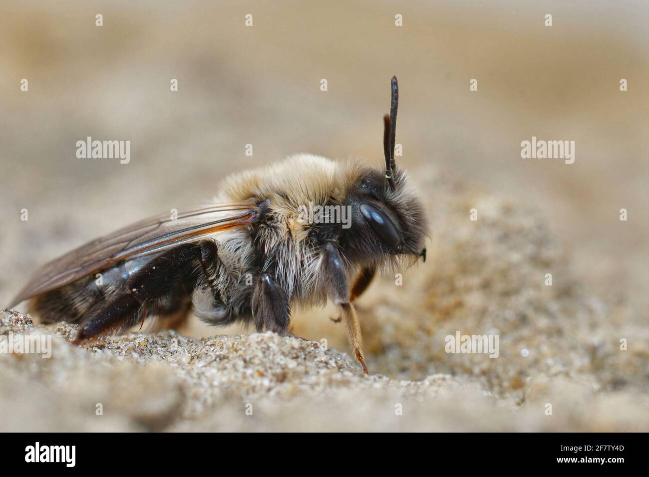 Closeup of a female grey-backed mining bee, Andrena vaga, on the ground ...
