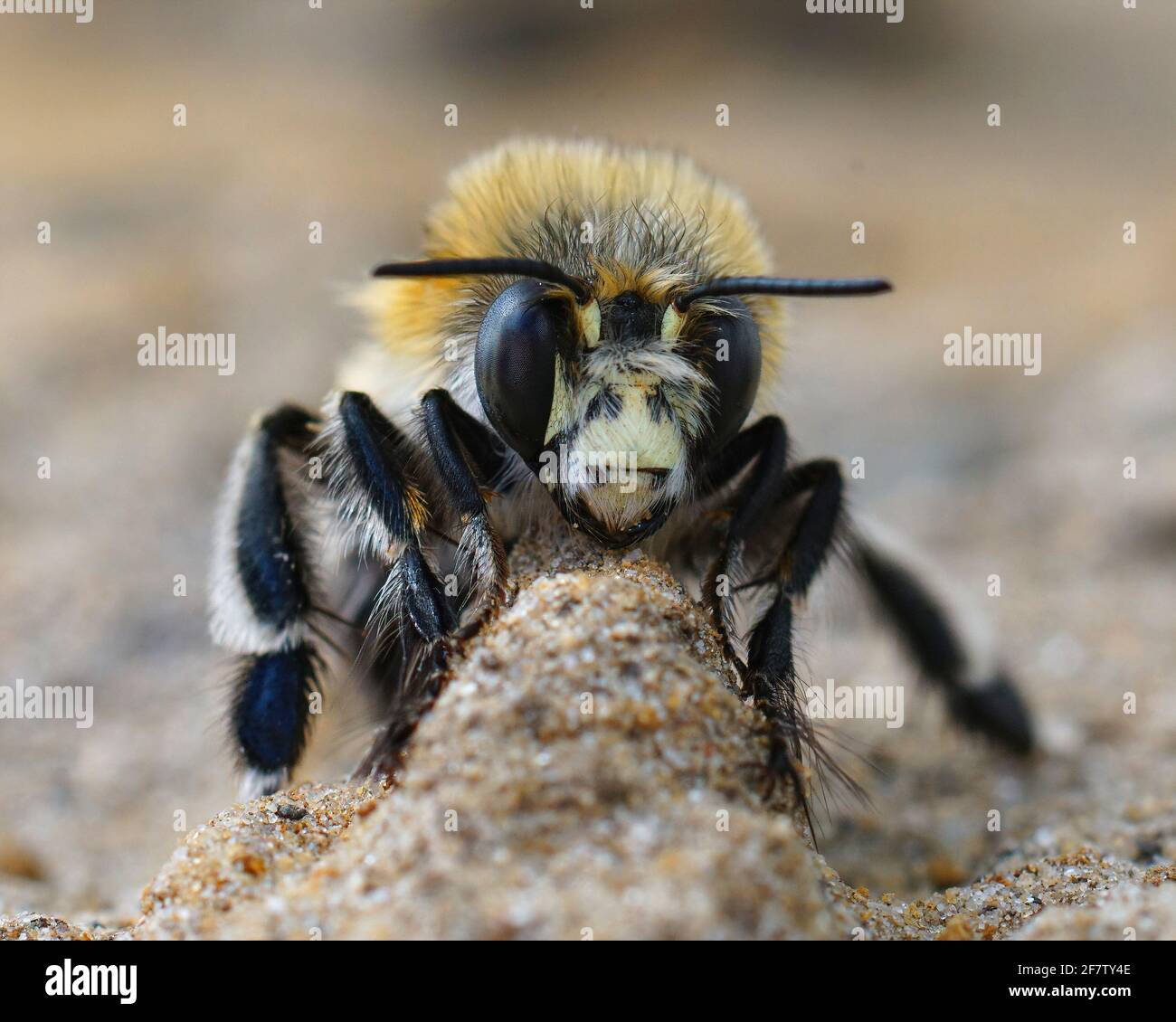 Hairy footed flower bee male hi-res stock photography and images - Alamy