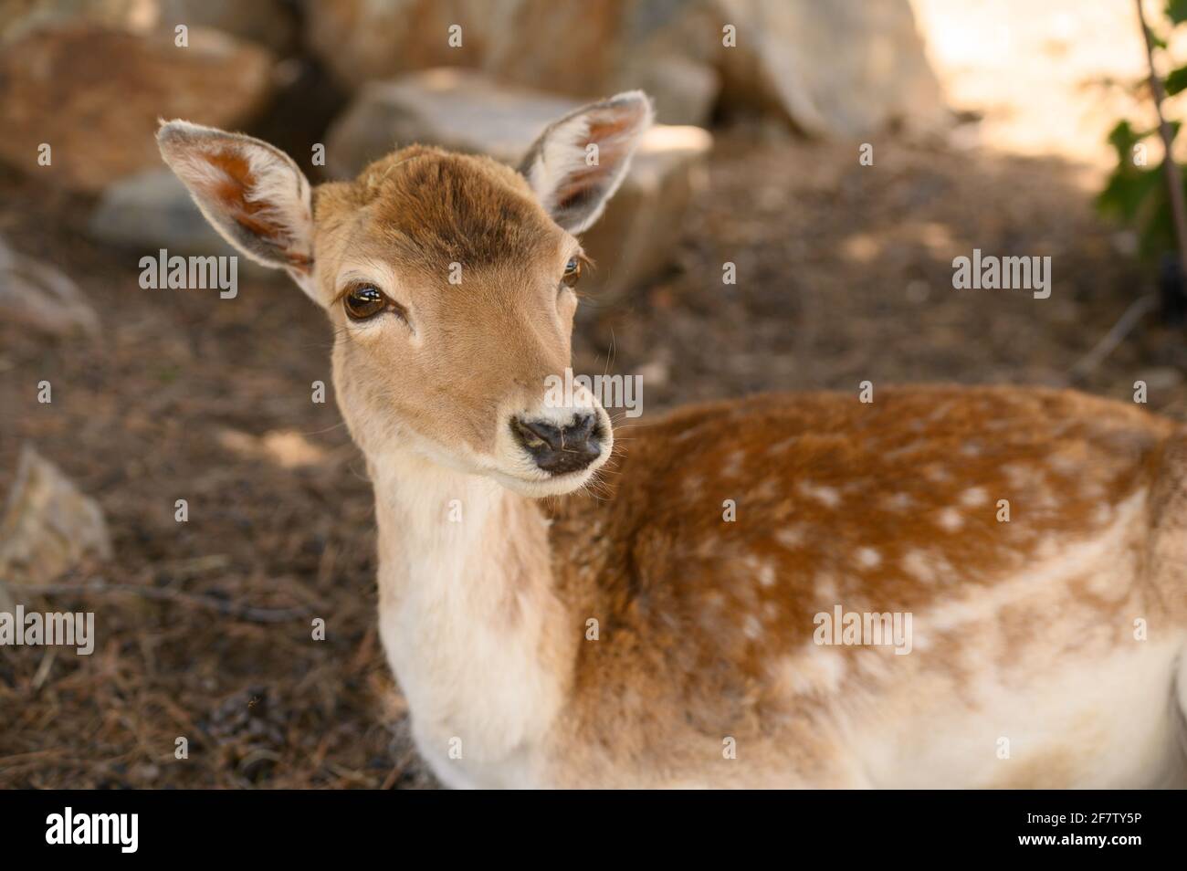Closeup of an adorable deer with spotted fur laying on the ground in ...