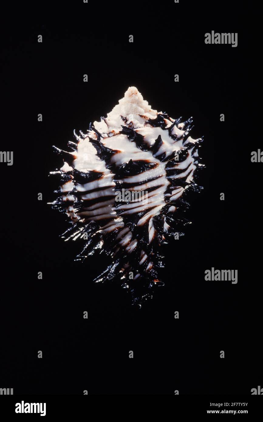 Radix murex hexaplex radix hi-res stock photography and images - Alamy