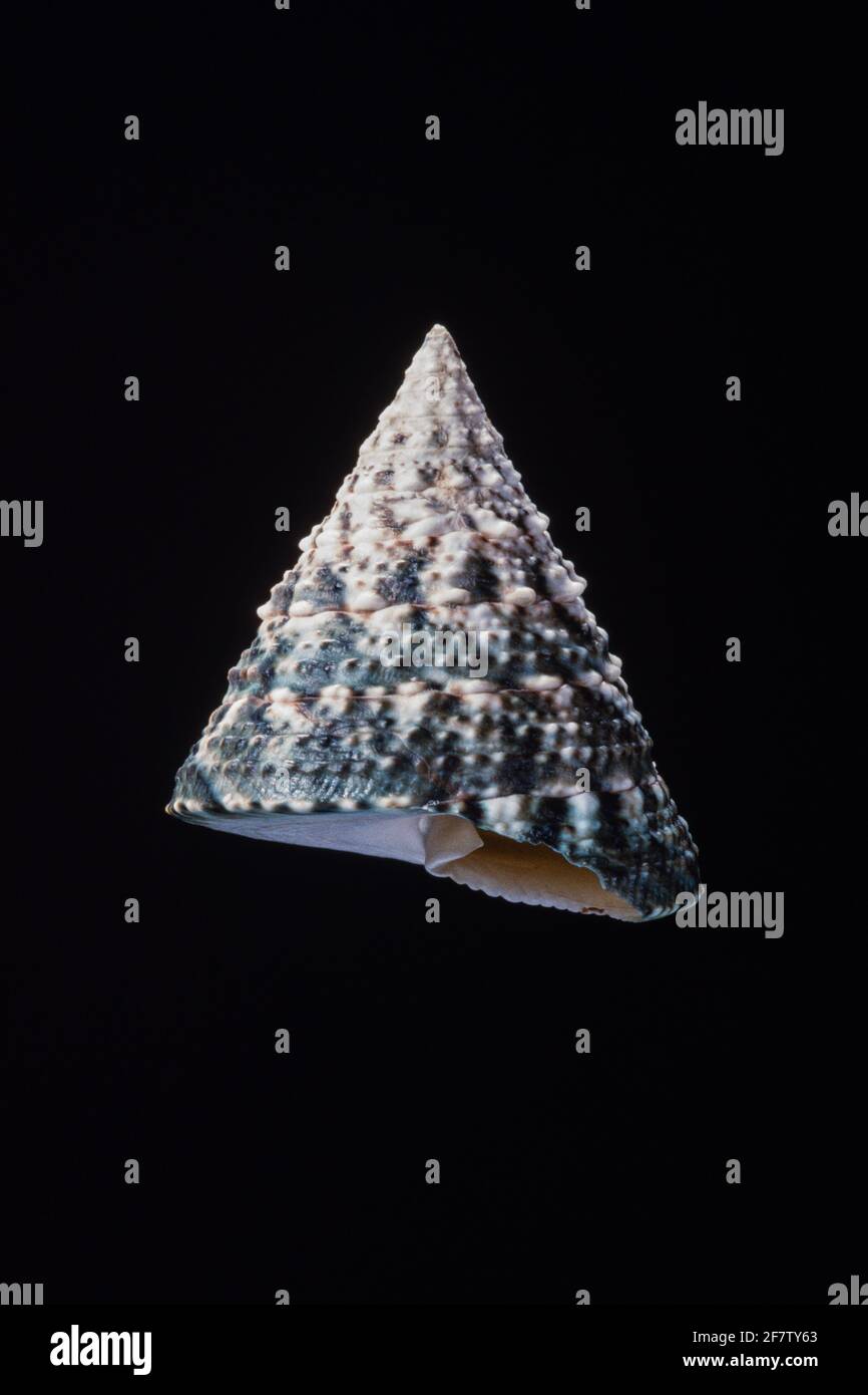 Tectus pyramis hi-res stock photography and images - Alamy