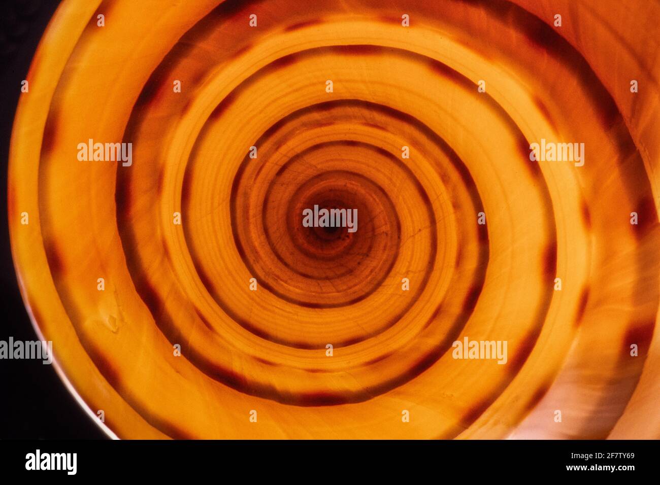 Native to mascarene basin hi-res stock photography and images - Alamy