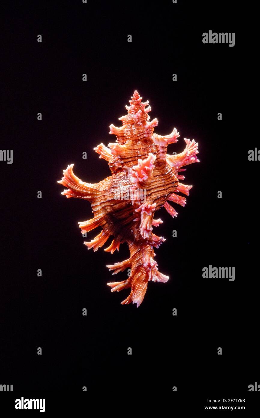 Mascarene basin hi-res stock photography and images - Alamy