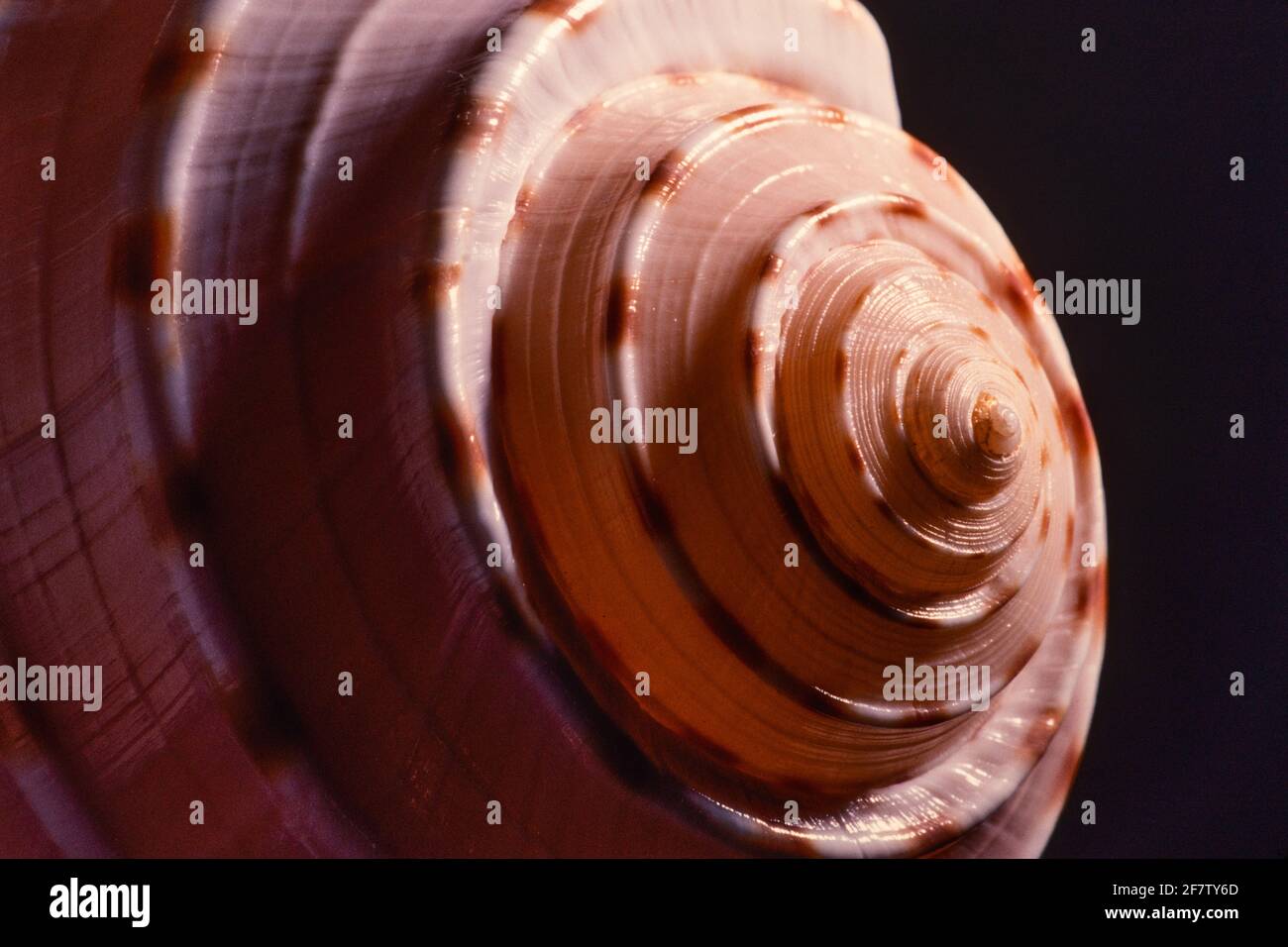 Spotted tun shell tonna dolium hi-res stock photography and images - Alamy