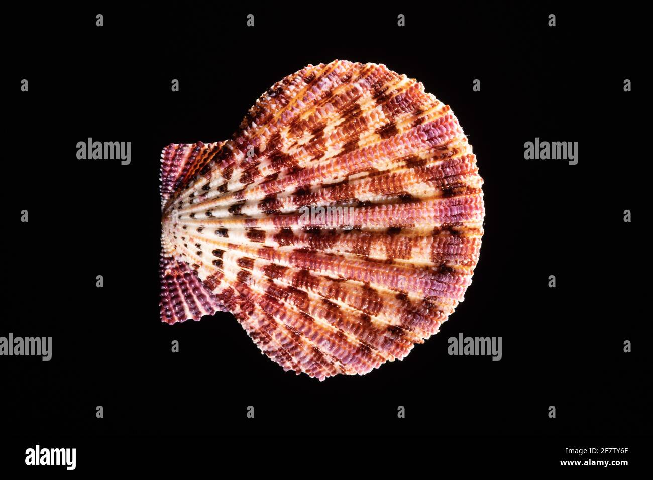 Bivalve shell hi-res stock photography and images - Alamy