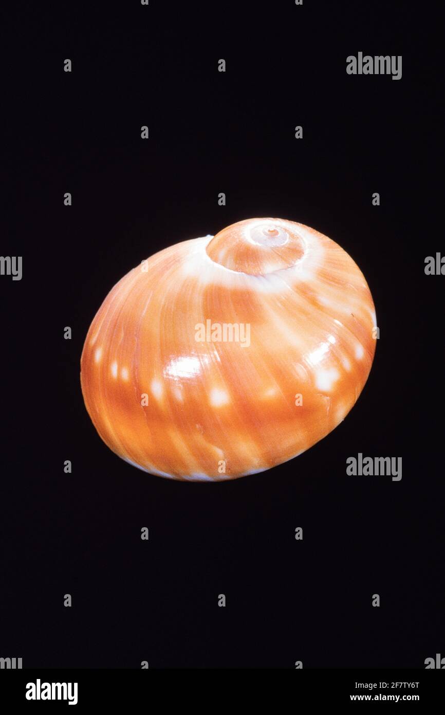 Stellate Sand Snail, Natica stellata, is a small prdatory sea snail of ...