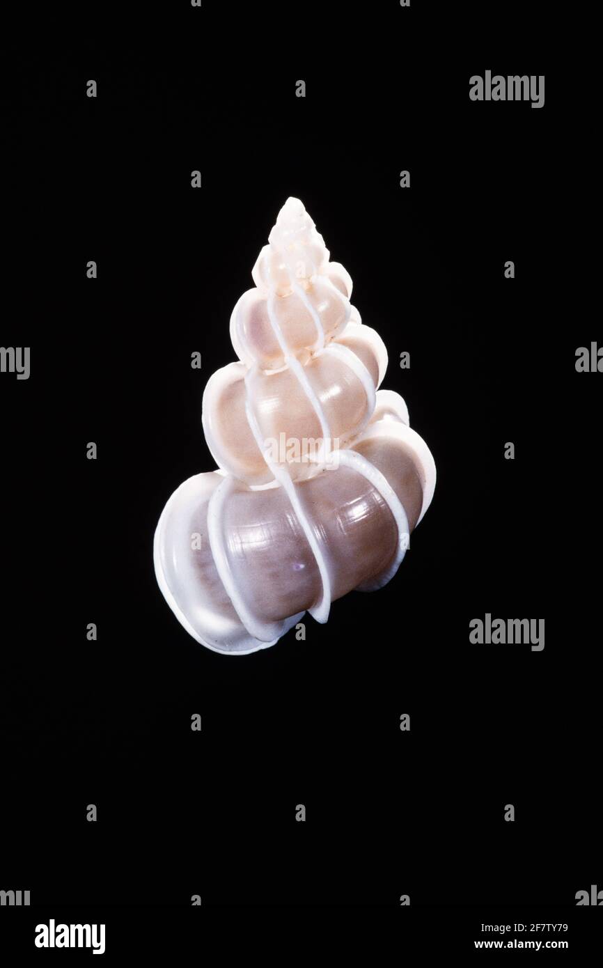 Epitonium hi-res stock photography and images - Alamy